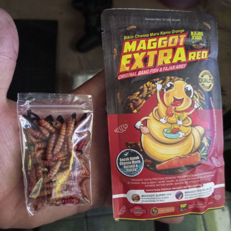 Jual MAGGOT EXTRA RED SUPER REPACK 4-5GR ORIGINAL PRODUK BANG FISH X ...