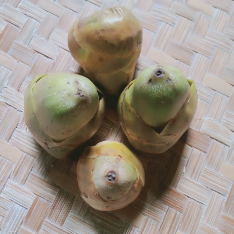 Jual Beluluk Kelapa/Tembuluk Kelapa 1kg | Shopee Indonesia