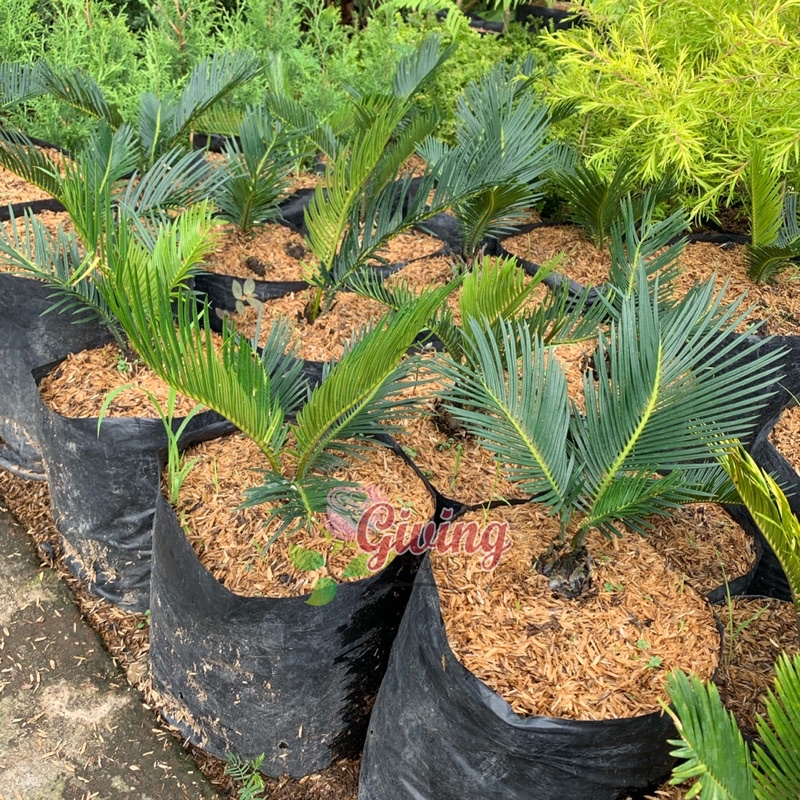 Jual Tanaman Hias Palem Mawar Jambe / Sikas | Shopee Indonesia