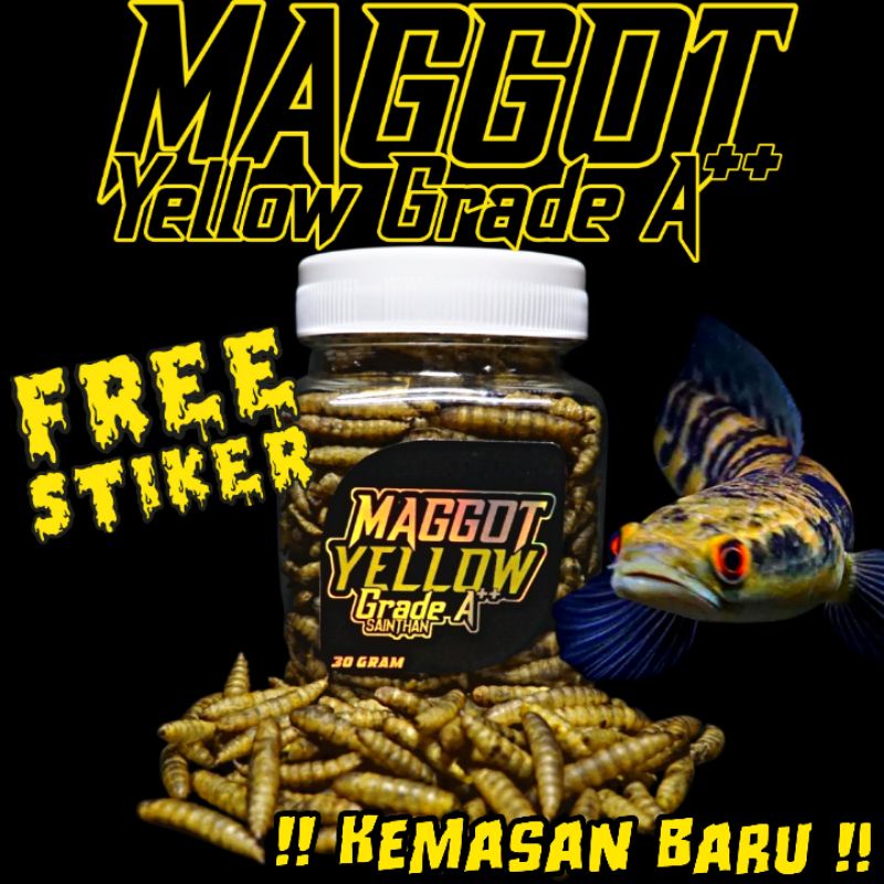 Jual Maggot Terlengkap & Harga Terbaru Mei 2026 | Shopee Indonesia
