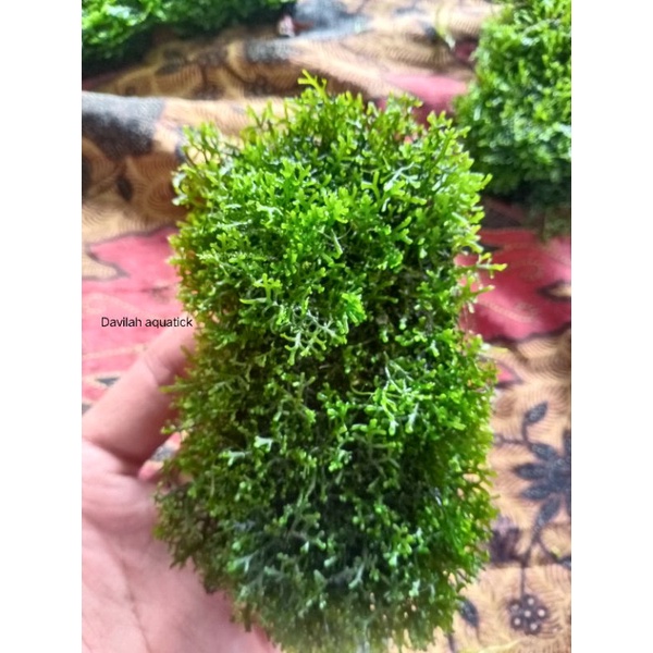 Jual Mos ricardia pakis lempeng tanaman aquascape hiasan aquarium ...