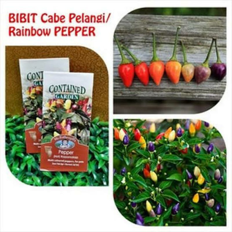 Jual Bibit Cabe Rainbow (Cabe Pelangi) | Shopee Indonesia