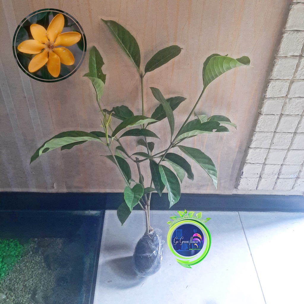Jual GARDENIA CARINATA CAPE JASMIN KACA PIRING KUNING cepiring kuning ...