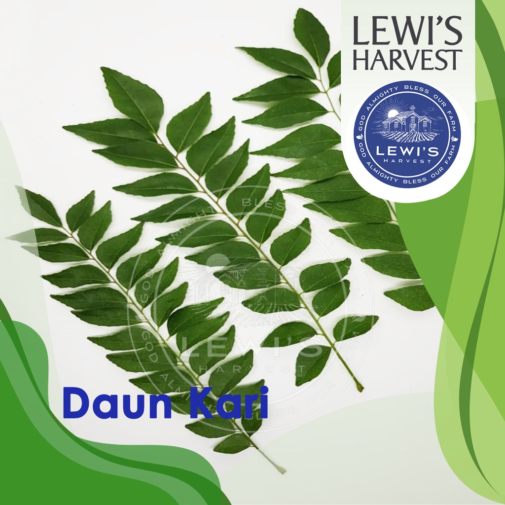 Jual Daun Kari/ Kari Leaves | Shopee Indonesia