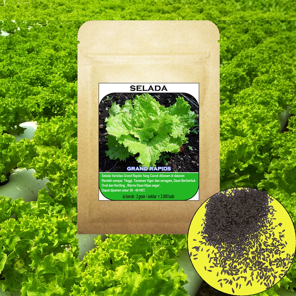 Jual Benih Selada isi 2 gram ( 2000 Butir ) | Shopee Indonesia