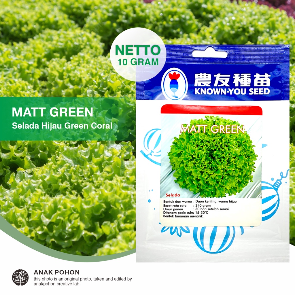 Jual (1 PACK) Benih Selada Coral Hijau MATT GREEN Keriting Seeds - Known You Seed KYS - 10 GRAM ...