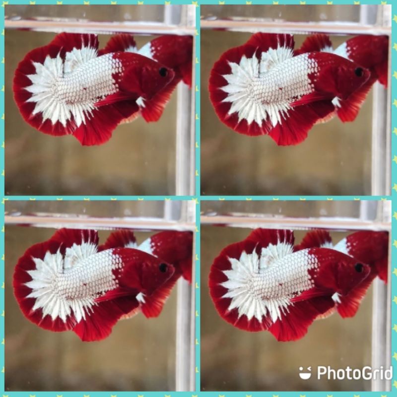 Jual plakat fccp top grade A jantan&betina | Shopee Indonesia