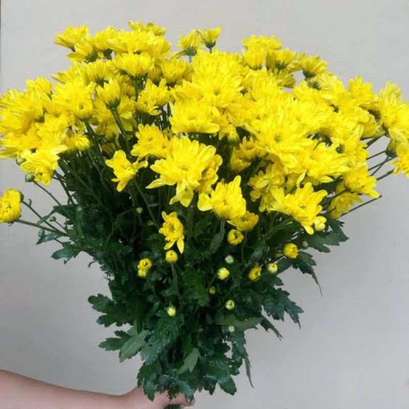Jual Bunga Potong Segar Krisan Aster Fresh Cut 1 tangkai | Shopee Indonesia