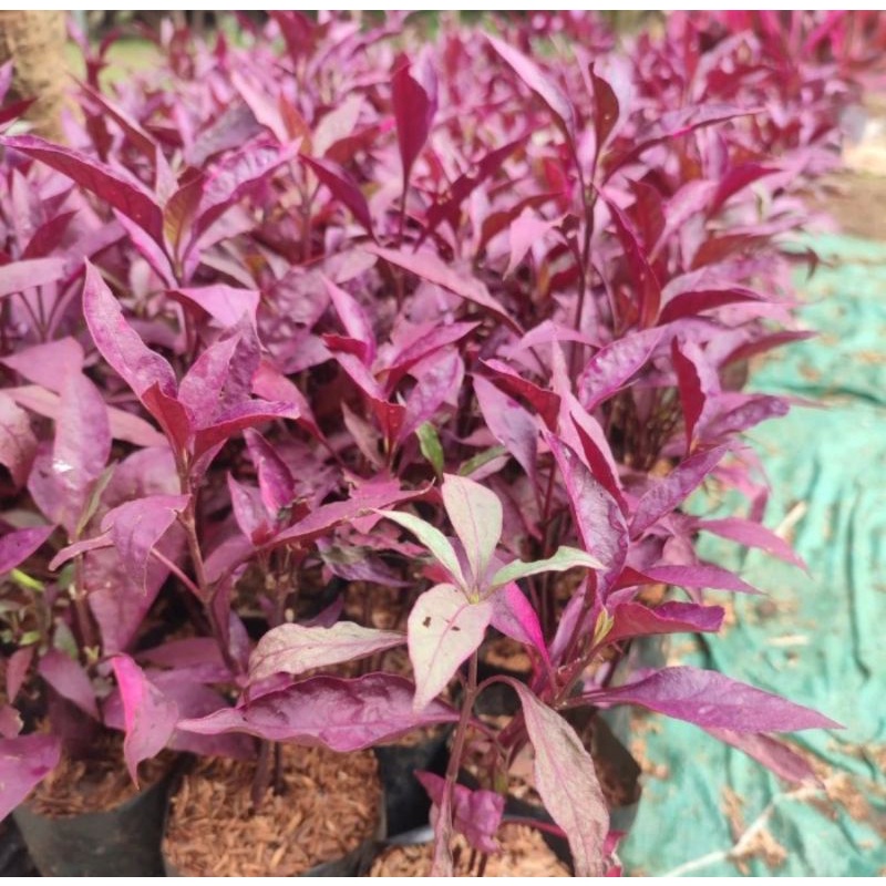 Jual Bibit Tanaman Bayam Merah Ervah Merah | Shopee Indonesia