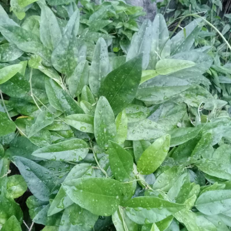 Jual Daun Cincau jelly rambatan 100gr. | Shopee Indonesia