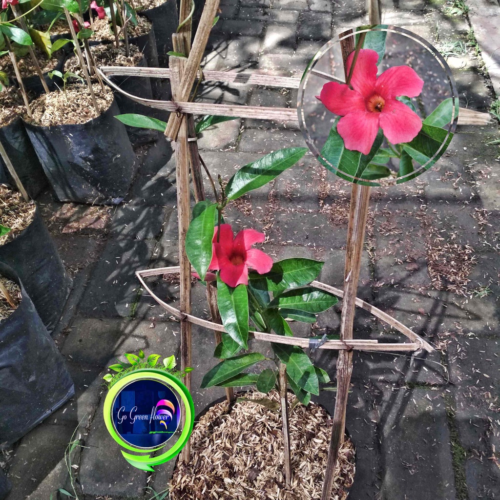 Jual MANDEVILLA SANDERI Mandevilla sanderi tanaman rambat Dipladenia ...