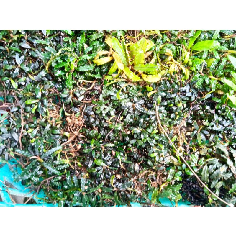 Jual Buce mini phantom-Buce silver grey-sisma black metallic- tanaman ...