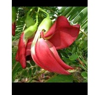 Jual 500gr bunga Turi merah segar fresh petik. | Shopee Indonesia