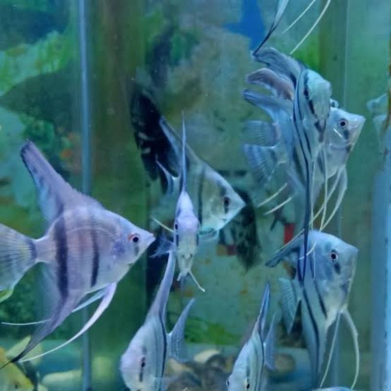 Jual Manfish blue pinoy jumbo | Shopee Indonesia