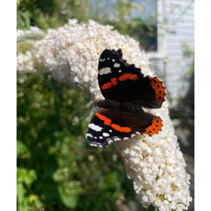 Jual Bibit tanaman bunga butterfly bush (Buddleja asiatica/davidii ...