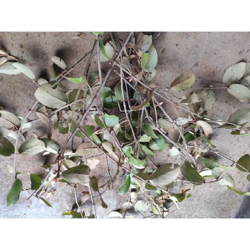 Jual DAUN BENALU JERUK NIPIS BASAH 500 gram | Shopee Indonesia