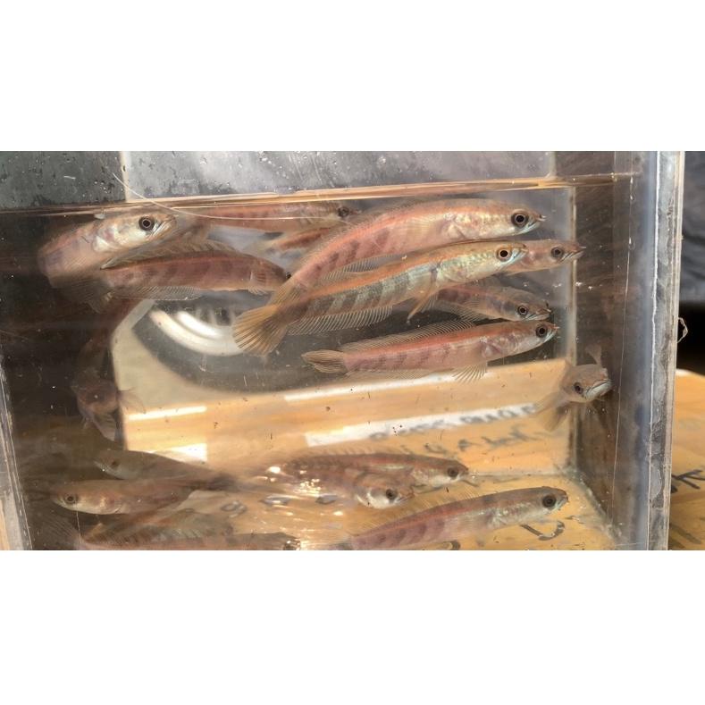 Jual GEK channa red barito 8 cm asli merah Harga | Shopee Indonesia