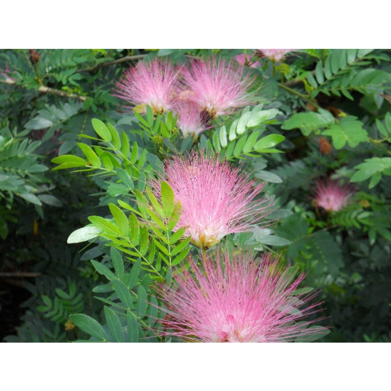 Jual Kaliandra Suriname tanaman hias dan bahan bonsai dan tanaman ...