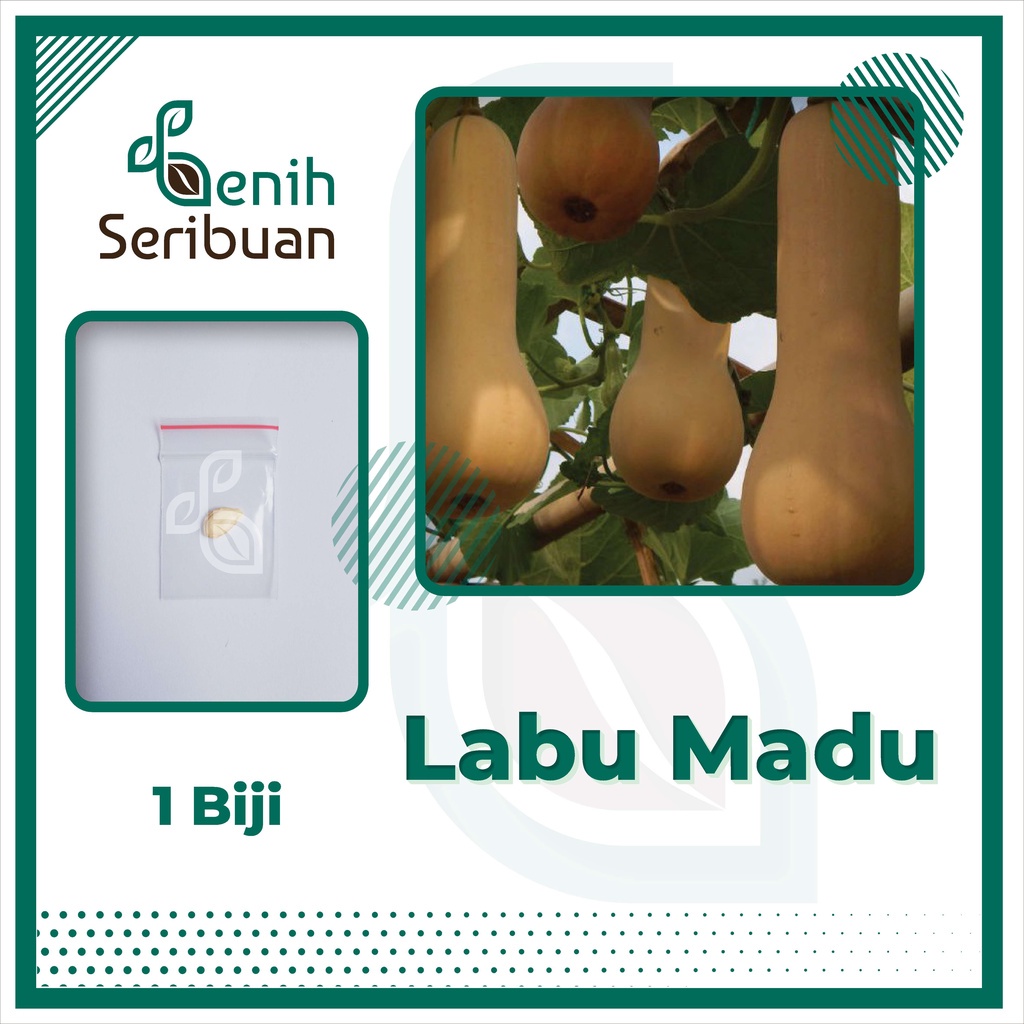 Jual Benih Seribuan - 1 Bibit Buah Labu Madu Buldog F1 Hibrida | Shopee ...