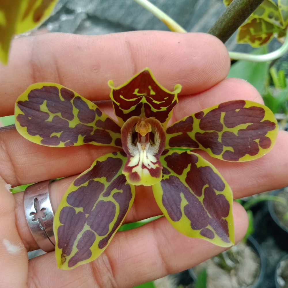 Jual Anggrek Grammatophyllum Shining Batu / Anggrek macan - gramma ...