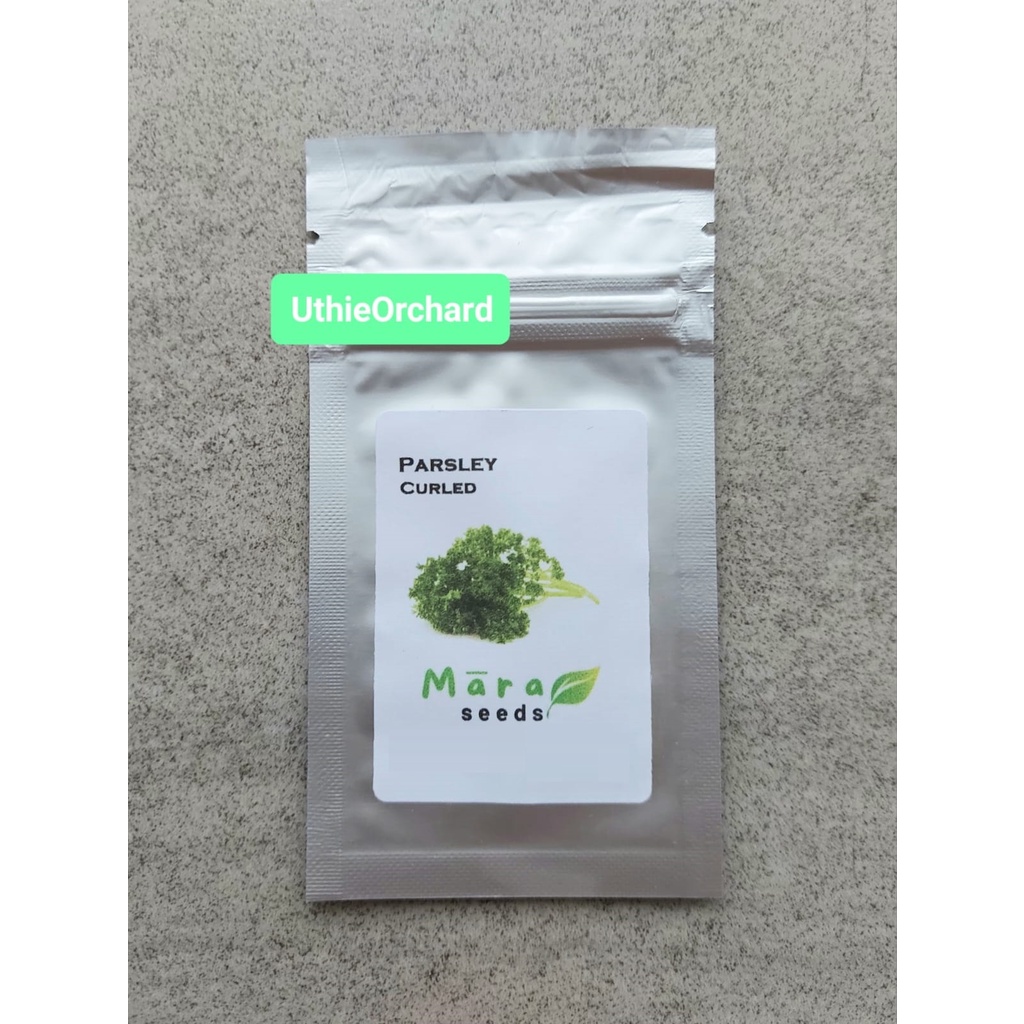 Jual Mara Seeds - Parsley (Peterseli) Curled/Keriting (350 seeds ...
