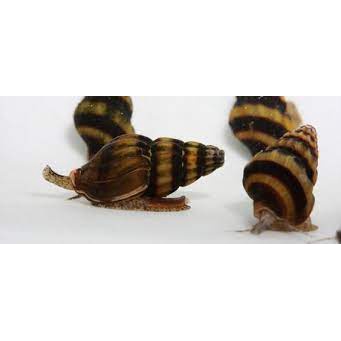 Jual KEONG ASSASSIN PEMBASMI / PEMAKAN KEONG HAMA / ASSASIN PEMBERSIH ...