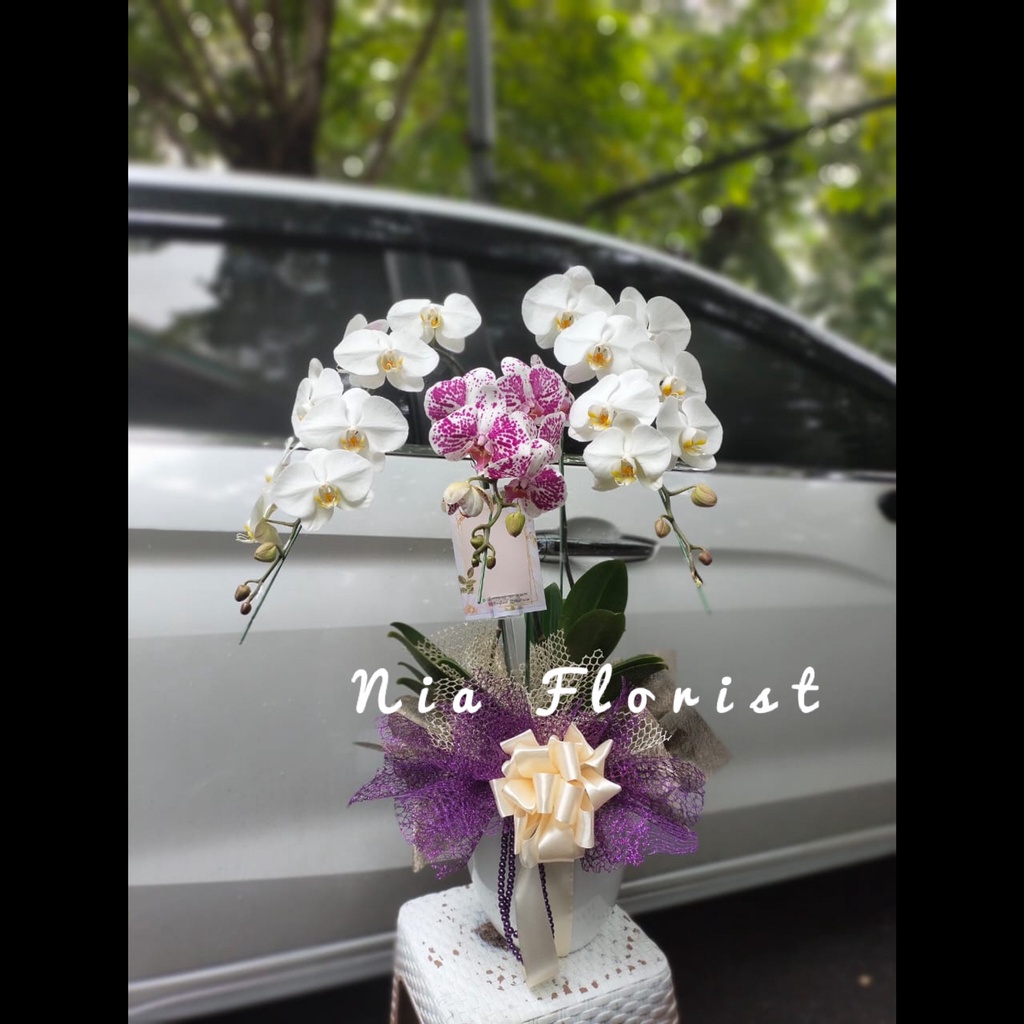 Jual Hampers Bunga Anggrek Orchis Gift Ulang Tahun | Shopee Indonesia