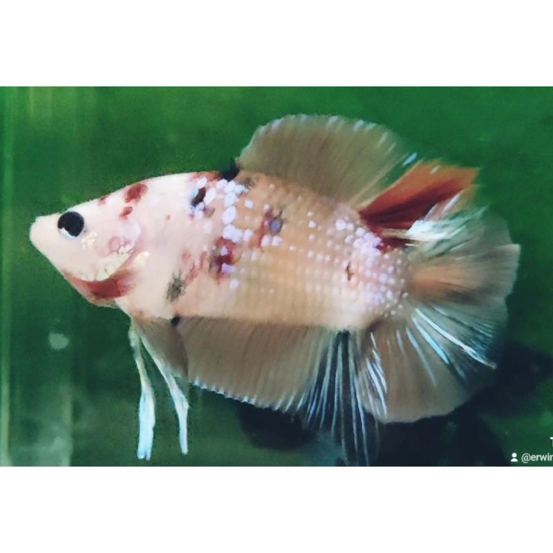 Jual Cupang Betta PKDT / DTPK / Dobletail Nemo (Real Picture) | Shopee ...