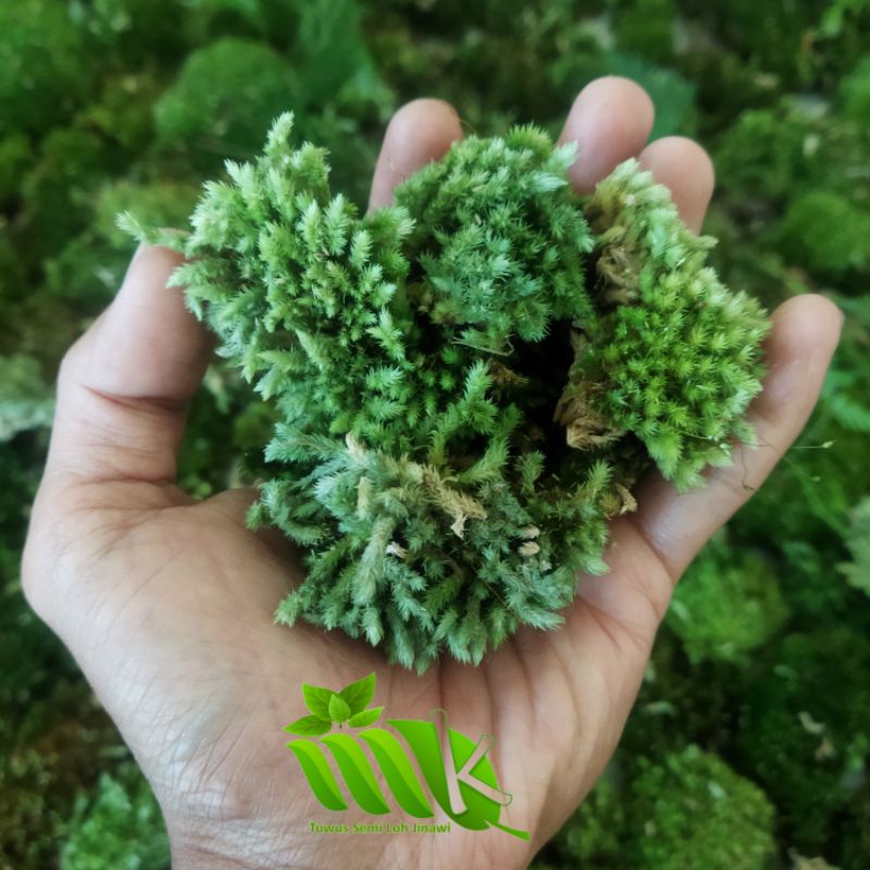 Jual Living Moss Sphagnum Lumut Spagnum Toping Media Tanam dan Cangkok ...