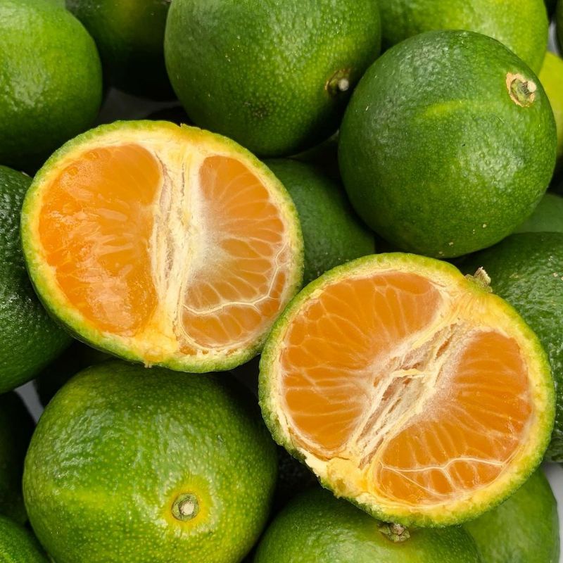 Jual JERUK SHANTANG SANTANG MADU HIJAU MANIS 1kg | Shopee Indonesia