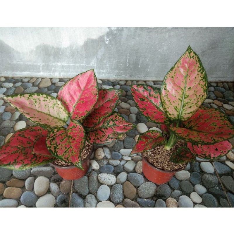 Jual Aglonema dut anjamani ( pohon daun rimbun lebat dut anjamani merah ...