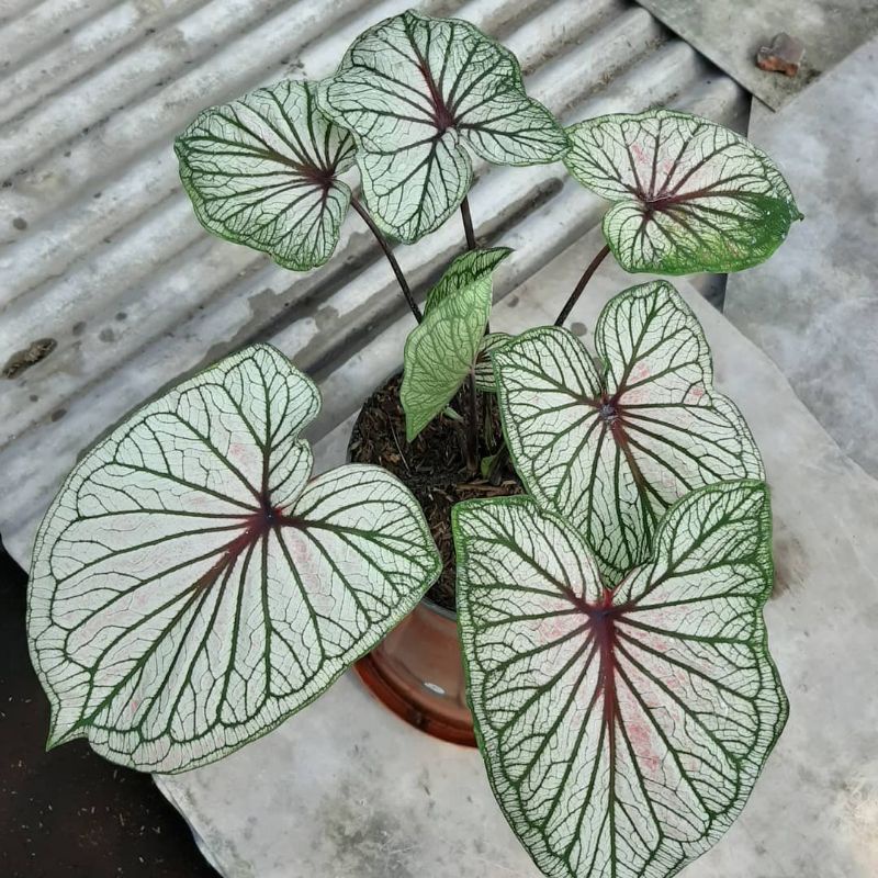 Jual Caladium Srikandi Tanaman Hias Caladium Srikandi Size anakan ...