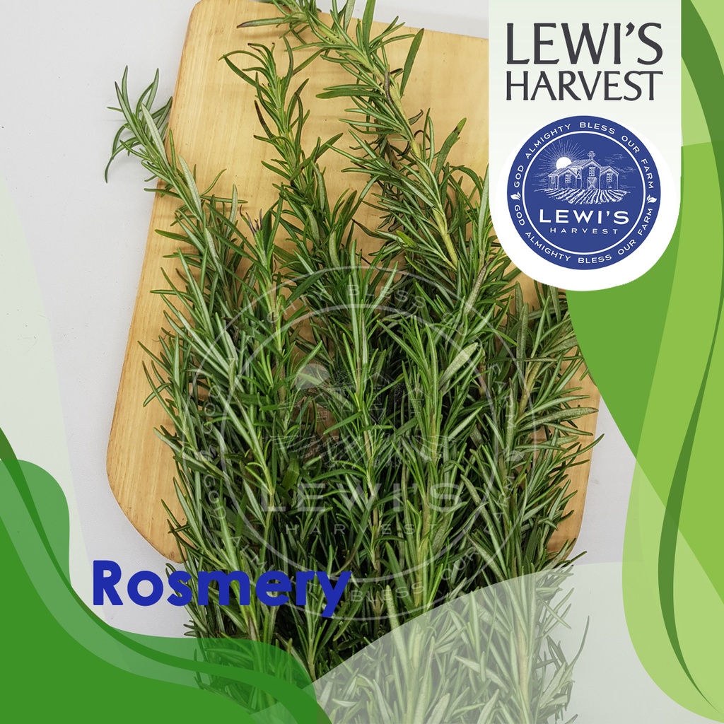 Jual Rosemary Fresh/ Daun Rosemary Fresh/ Fresh Rosemary Leave 20gr ...