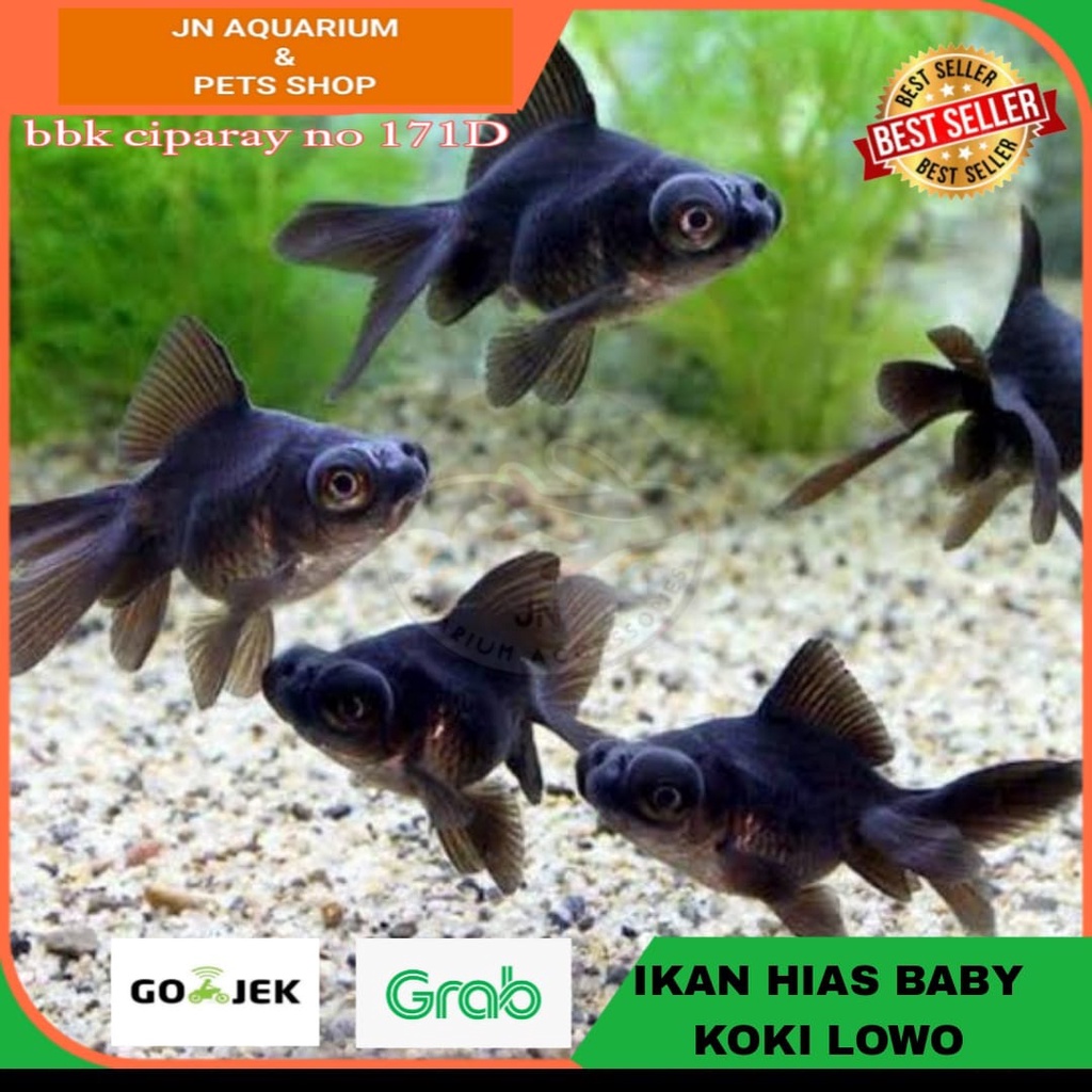 Jual IKAN HIAS KOKI LOWO BABY / IKAN HIAS AQUARIUM | Shopee Indonesia