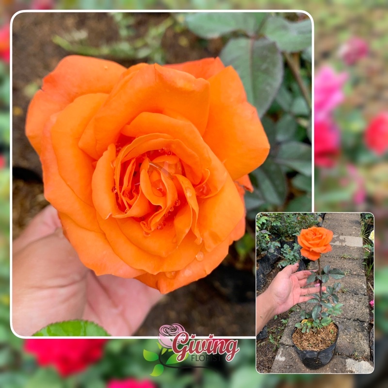 Jual Tanaman Hias Bunga Mawar Holland Orange (Sudah berbunga) | Shopee Indonesia