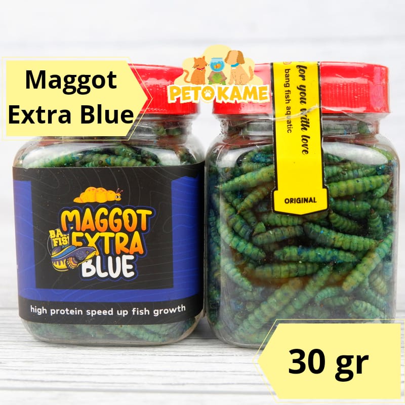 Jual Bang Fish Maggot EXTRA BLUE | Pakan Ikan Channa Stewarti Pulchra ...