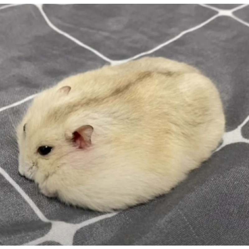 Jual hamster peliharaan Harga Terbaik & Termurah Juni 2026 | Shopee ...