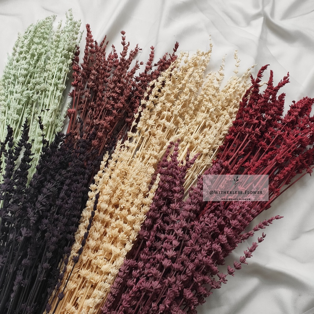 Jual 10 Tangkai Preserved Lavender / Dried Flower Awetan / Bunga Kering ...
