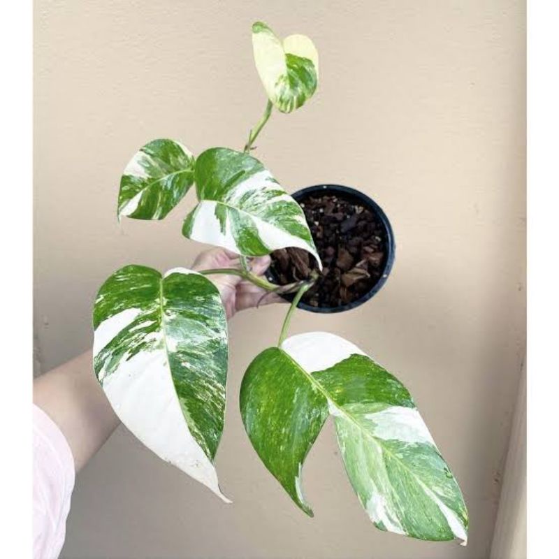 Jual Tanaman Hias Philodendron Epipremnum Pinnatum Varigata/Epip ...