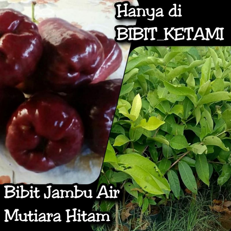 Jual Bibit Jambu Air Mutiara Hitam - Kategori Standart (ORIGINAL ...