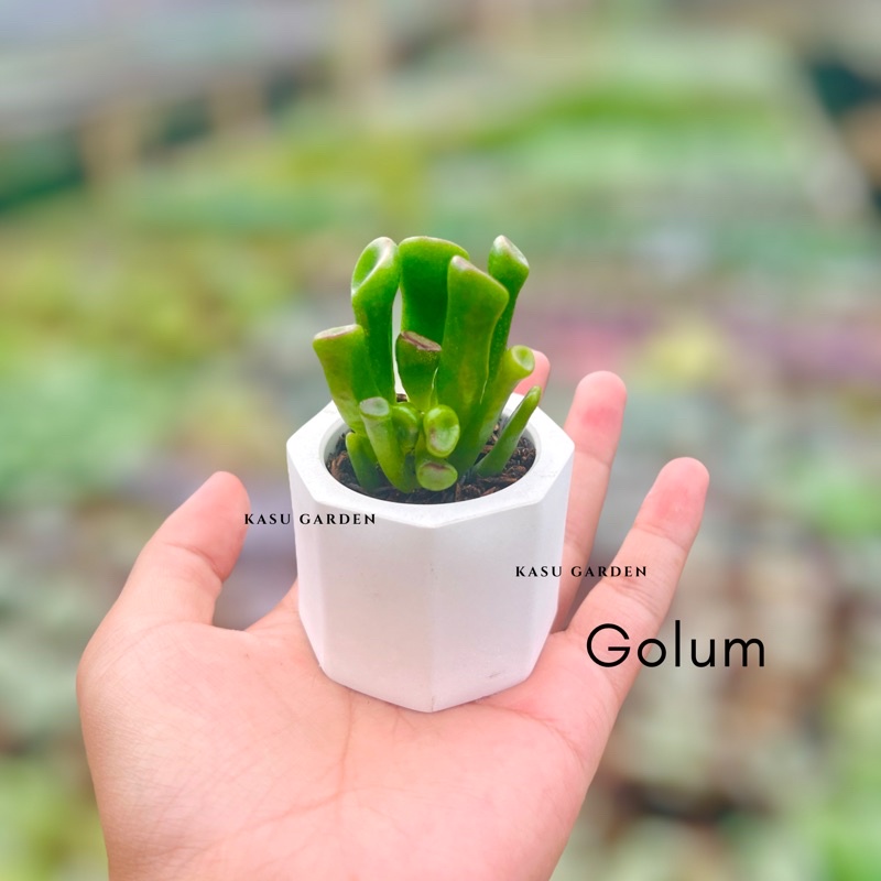 Jual Kaktus Sukulen mini fullset (free pot semen, tanah, batu hias ...