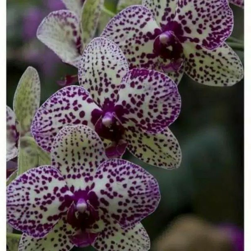 Jual ANGGREK BULAN JUMBO CLEOPATRA-Sudah Spike/Knop BUNGA MEKAR ...