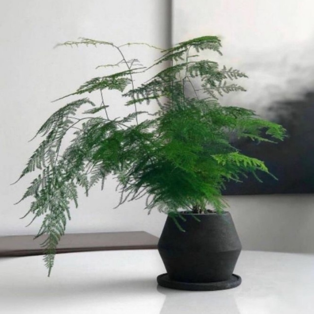 Jual ( RIMBUN ) Tanaman Hias Asparagus Plumosus - Tanaman Asparaga ...