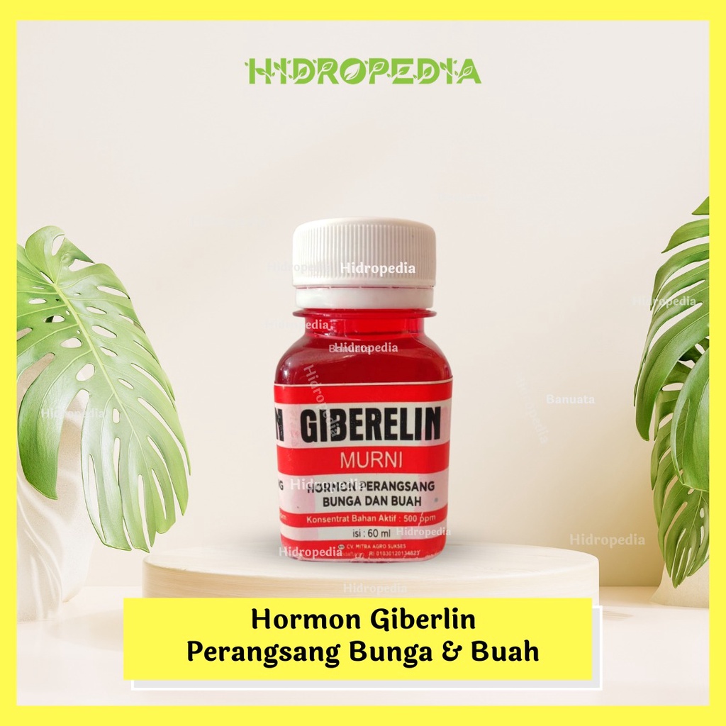 Jual Hormon Giberelin Untuk Mempercepat Pertumbuhan Bunga Dan Buah ...