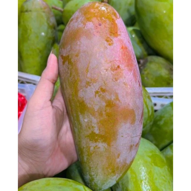 Jual MANGGA KIOJAY THAILAND 1KG | Shopee Indonesia