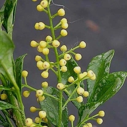 Jual Berkuwalitas Tanaman Hias Bunga Pacar Cina/ Aglaia Odorata ...