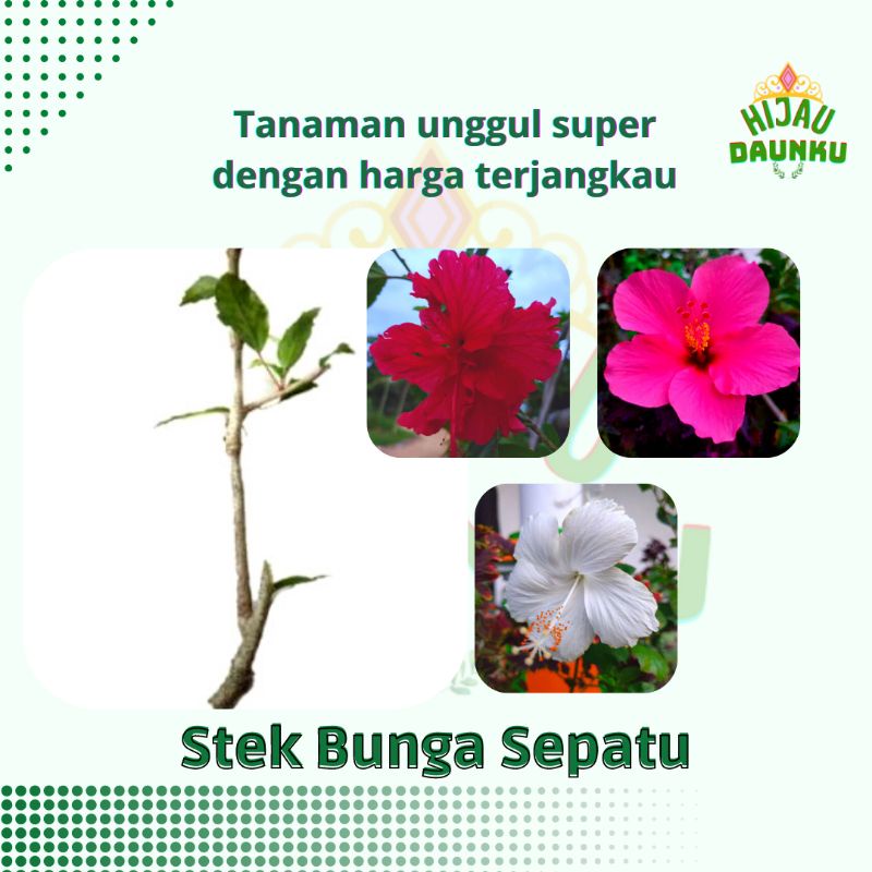 Jual Stek Bunga Sepatu Cantik Warna Pink Putih & Merah Segar Hibiscus ...