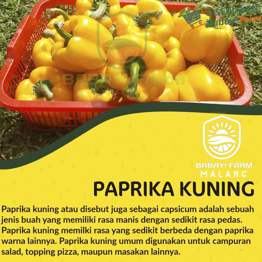 Jual paprika kuning | Shopee Indonesia