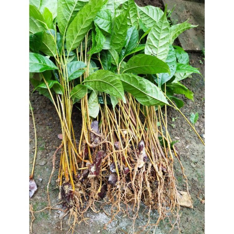 Jual Bibit mahoni siap tanam, tinggi 20-30cm | Shopee Indonesia