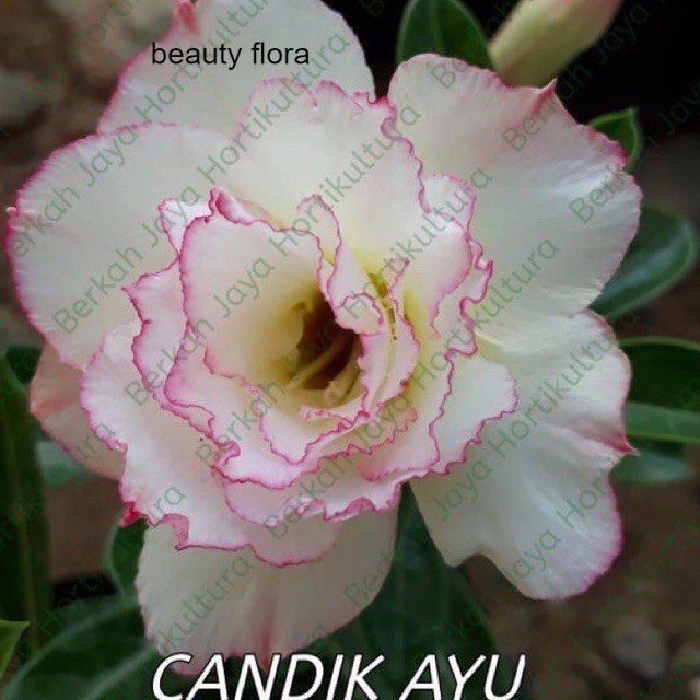 Jual Tanaman hias adenium candik ayu- adenium bunga tumpuk | Shopee ...